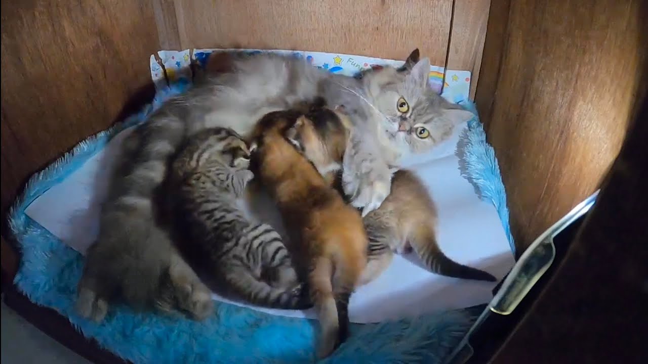 KITTENS WITH MOTHER CAT SLEEP VERY CUTE AND ADORABLE - MARCON CAT ...