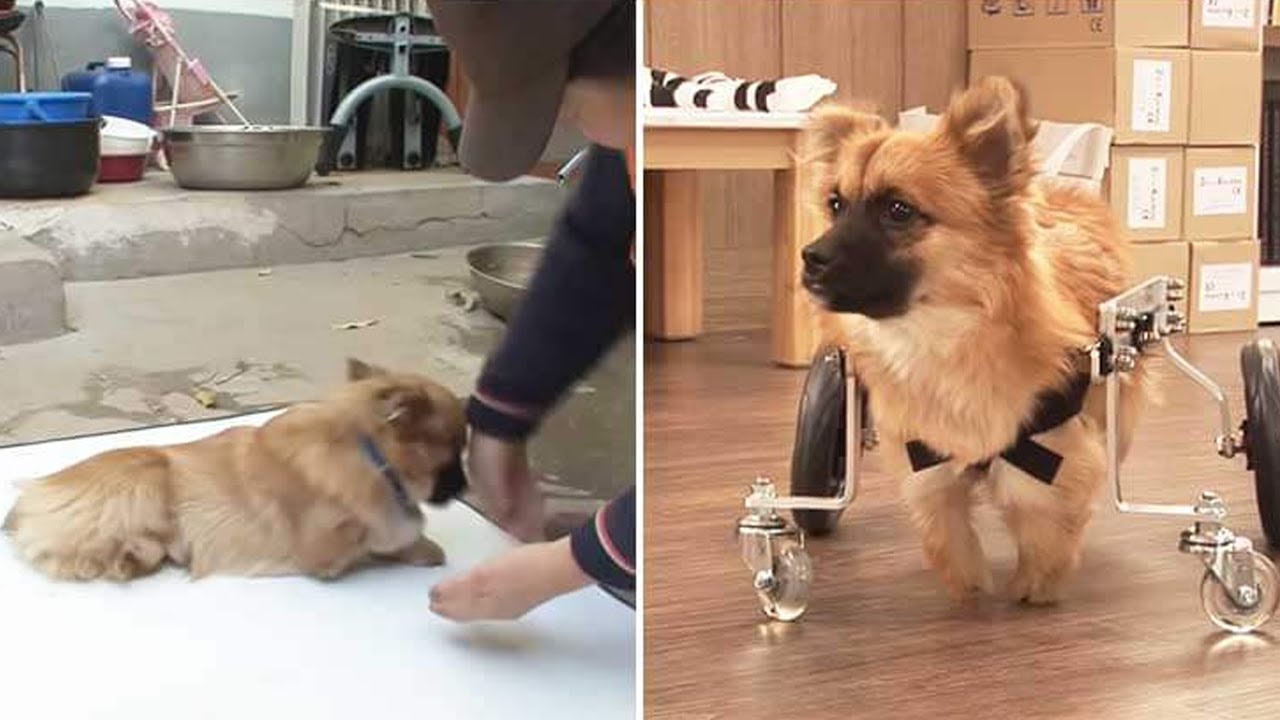 Dog Born Without Legs Had A Wish That He Could Walk On His Own - YouTube