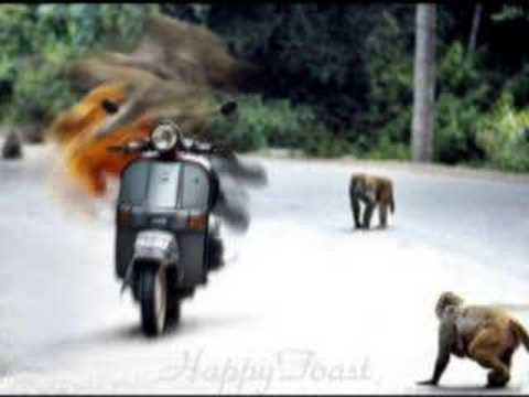 monkey moped takedown (with sound) - YouTube