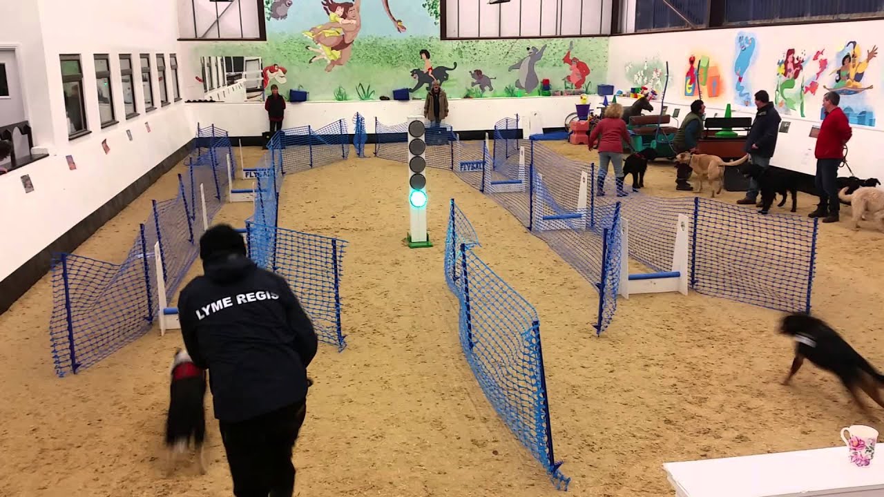 Flyball Lights - YouTube