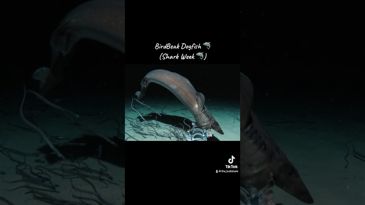 Birdbeak Dogfish Shark