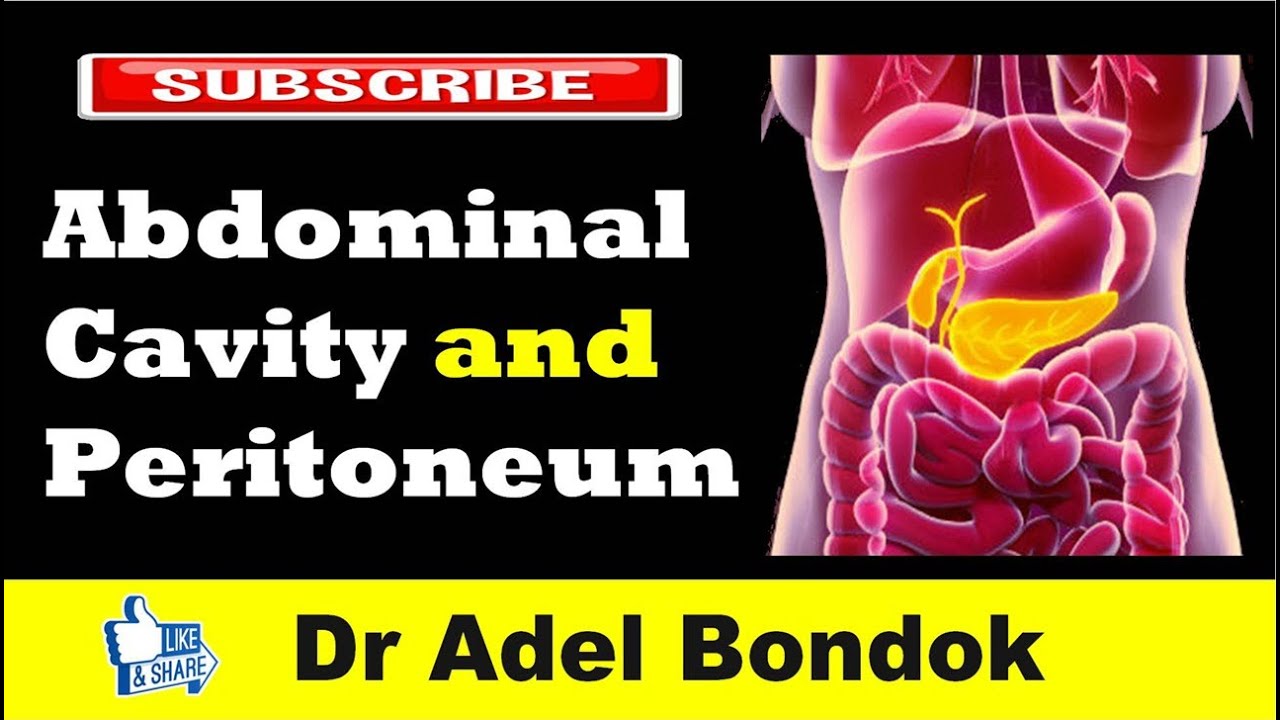 Abdominal Cavity: Planes, Compartments, and Peritoneum, Dr Adel Bondok ...