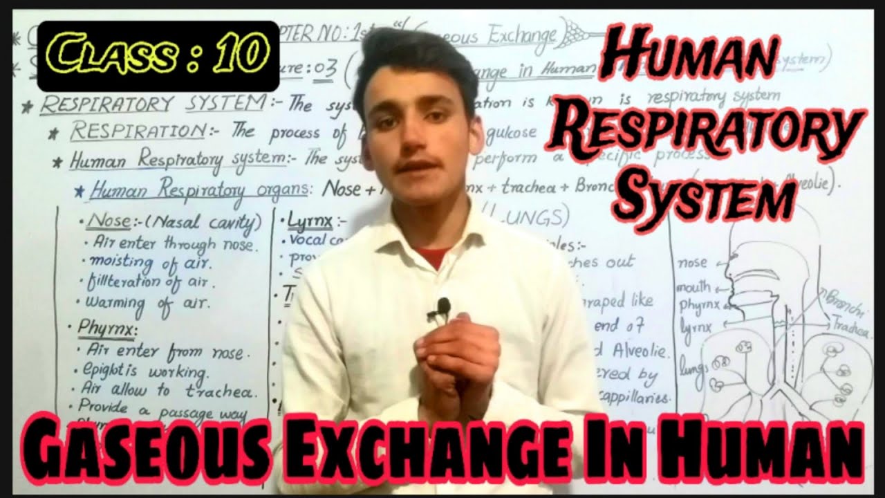 Human Respiratory System _|_ Gaseous Exchange In Human _|_ Class 10th ...