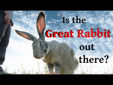 The Quest For the Great Rabbit - YouTube