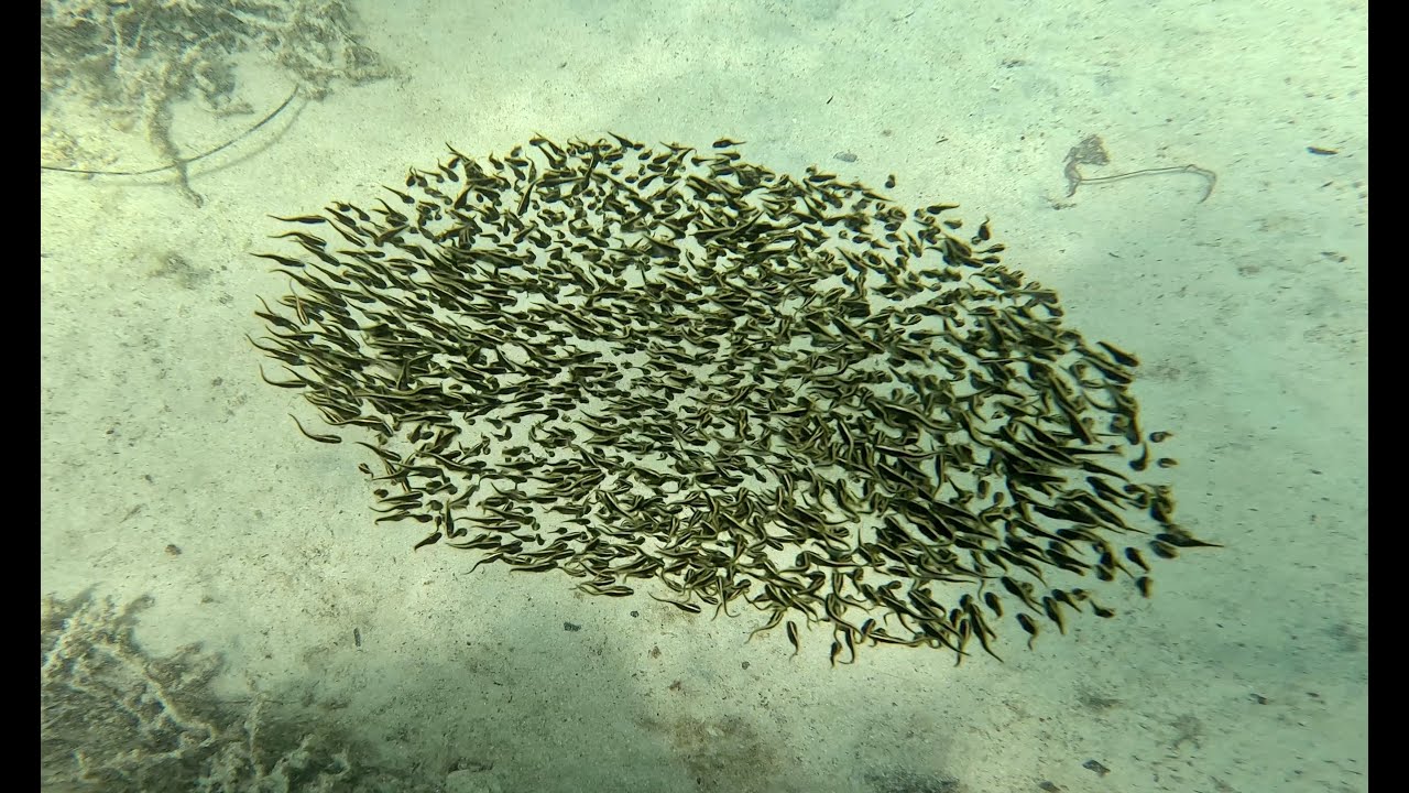 Snorkeling at Omeo wreck, Western Australia - YouTube