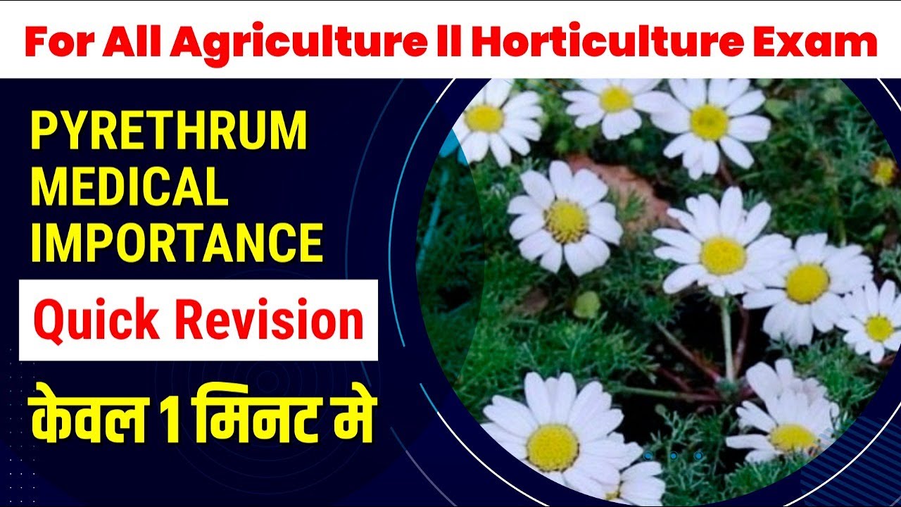 PYRETHRUM MEDICAL IMPORTANCE || PYRETHRUM CULTIVATION - YouTube