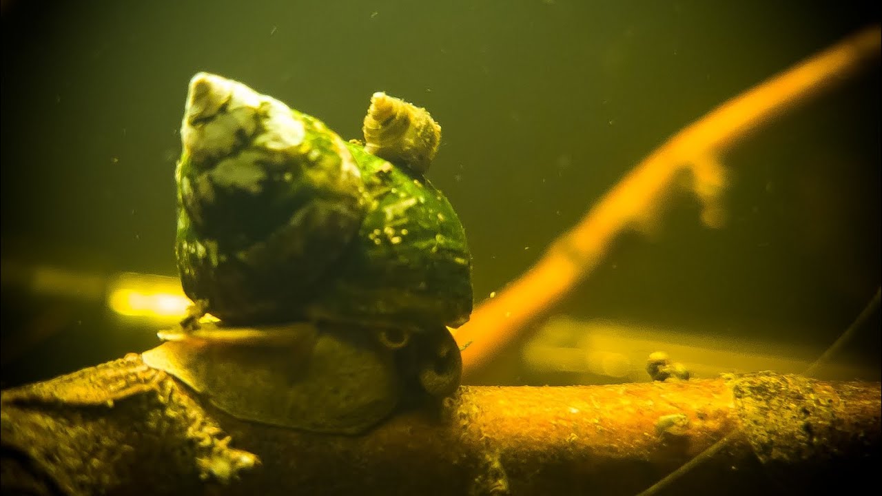 Taia Naticoides (snails) - YouTube