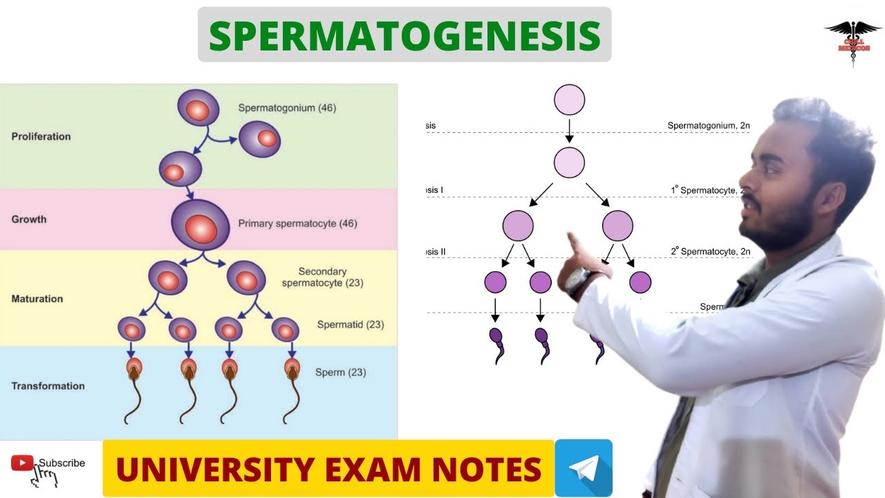Spermatogenesis || Reproductive system - YouTube