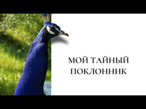 Мой тайный поклонник.🧔Онлайн расклад на Таро #гадание #таро