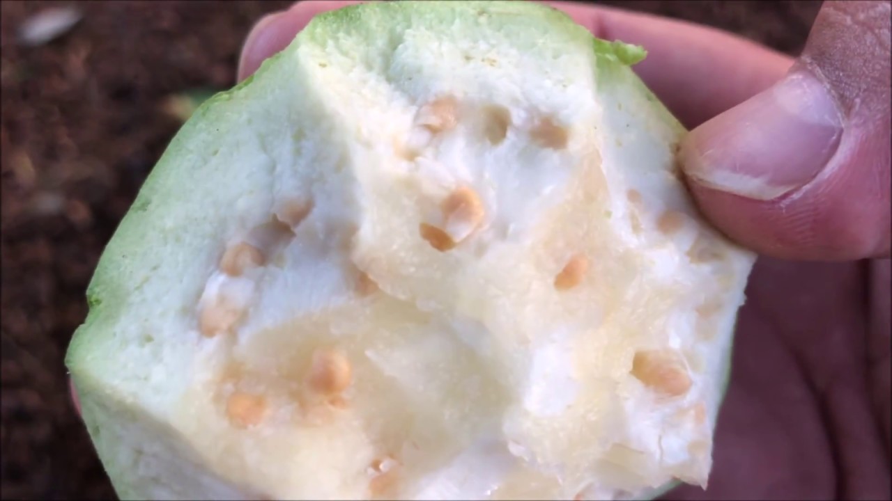 Growing WHITE GUAVA (seeds & cuttings) = Psidium Guajava (Part 1) - YouTube