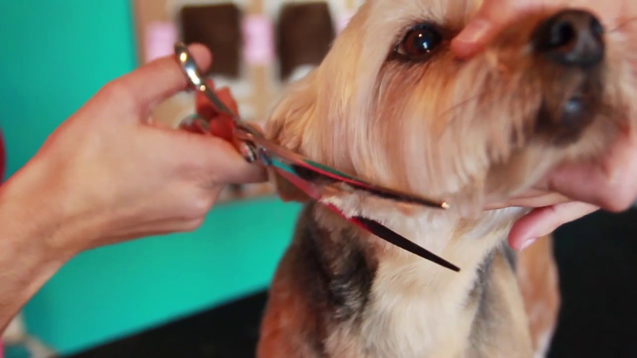ComfortSharp Curved Shears - YouTube