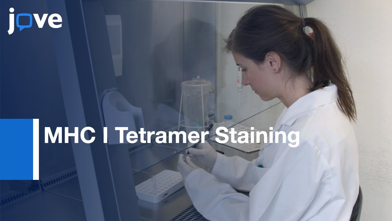 MHC I Tetramer Staining used for Quantification of CD8+ T Cells ...