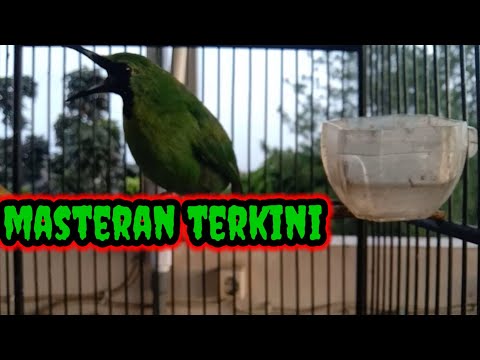 ngentok keluar jambul emosi tingkat dewa cucak ijo gacor pas buat masteran terkini