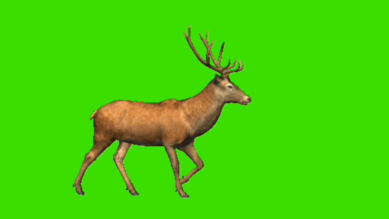 Deer slow walk || Green screen deer walk || Deer slow walk green screen ...