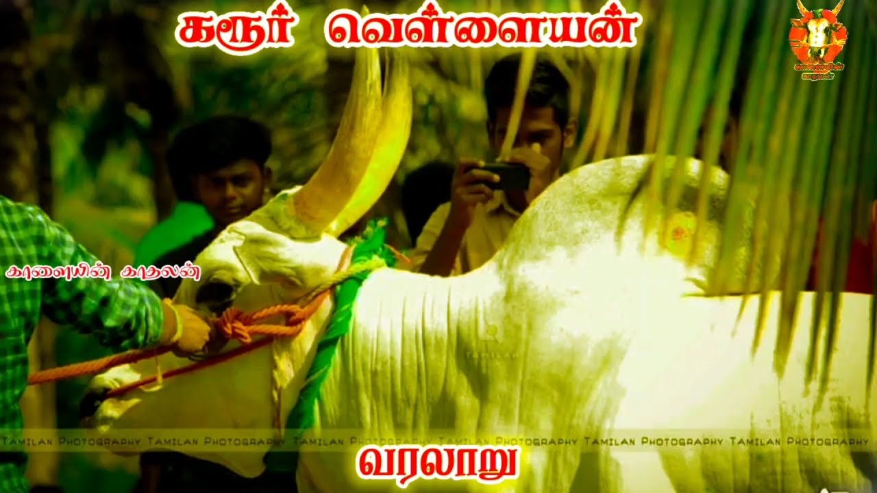 கரூர் வெள்ளையன் வரலாறு//History of karur vellaiyan//காளையின் காதலன் ...