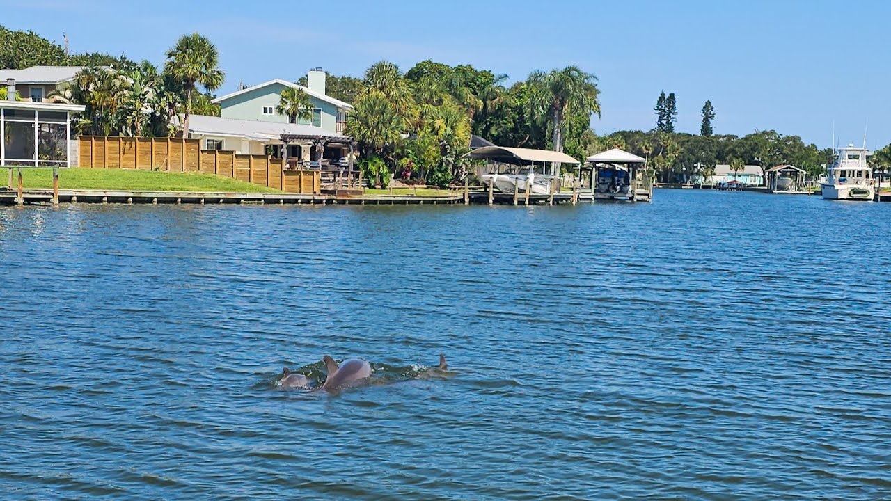 Dolphins at Indian River Lagoon, Florida - YouTube