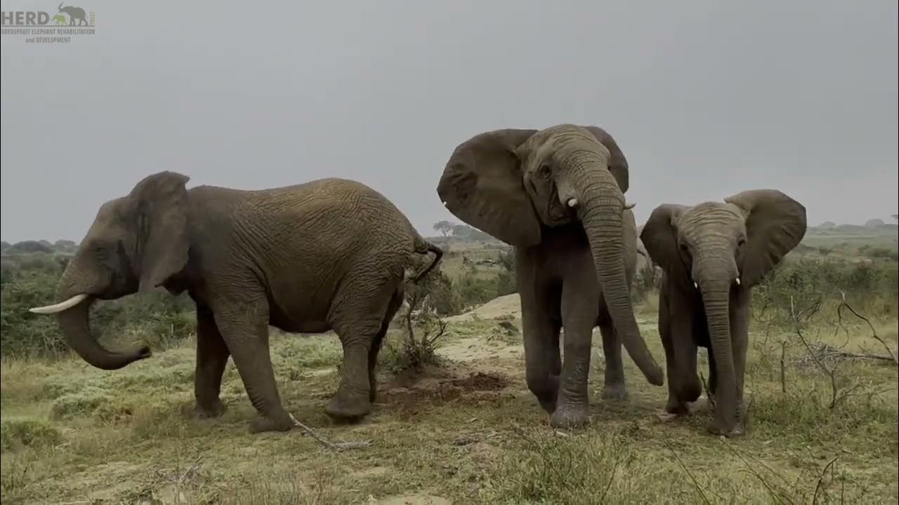 A Big Commotion as the Elephants Chase After an Impala Herd - YouTube