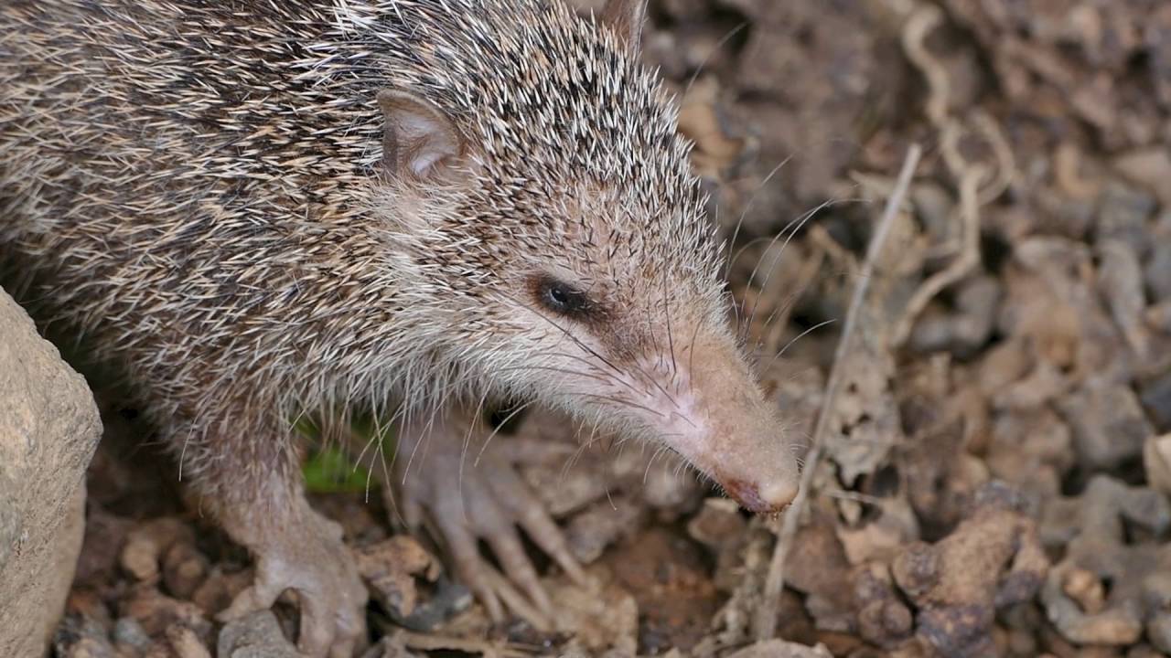 Großer Tenrek: close-up - YouTube