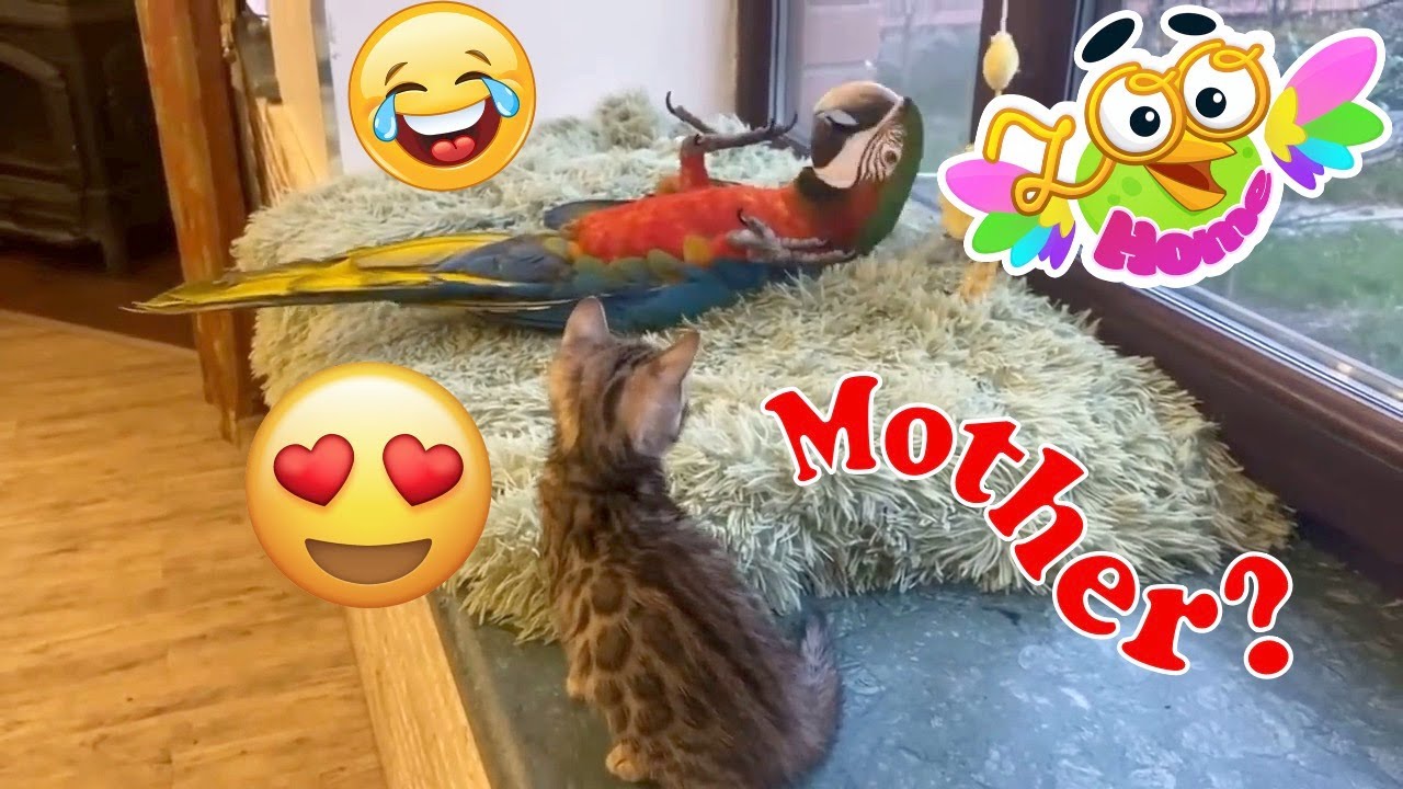 The parrot decided to be a nanny for a kitten.Video from Zoo Home ...