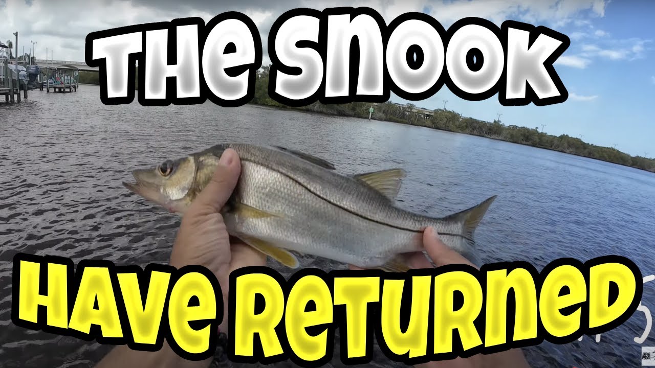 The snook have returned - YouTube