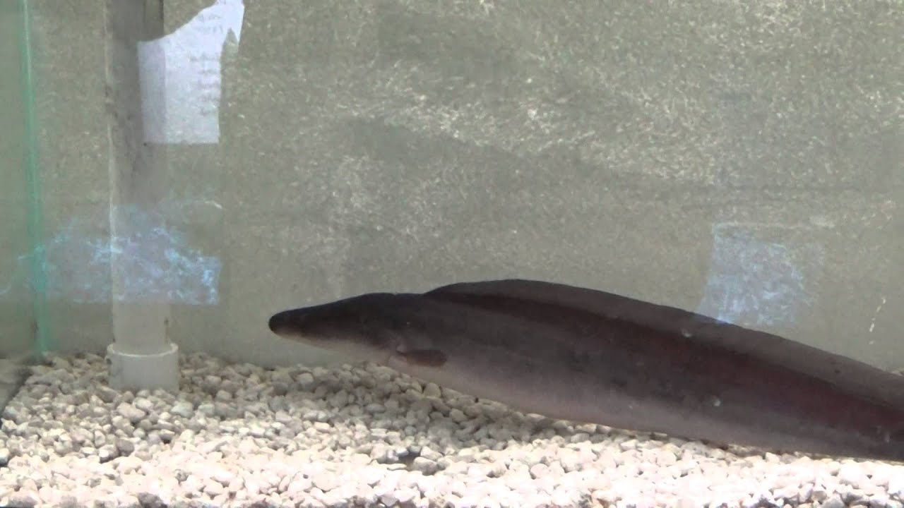 ABA ABA KNIFE FISH 16" - YouTube