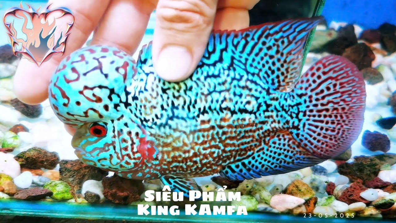 Lên 3 Bé Siêu Phẩm King Kamfa F2 Đẳng Cấp VIP ( JT8kamfa -0933333250 ...