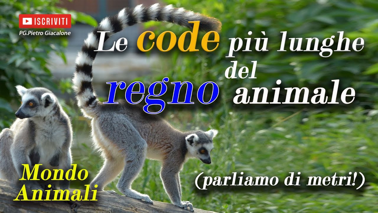 Mondo Animali: Le code più lunghe del regno animale. - YouTube