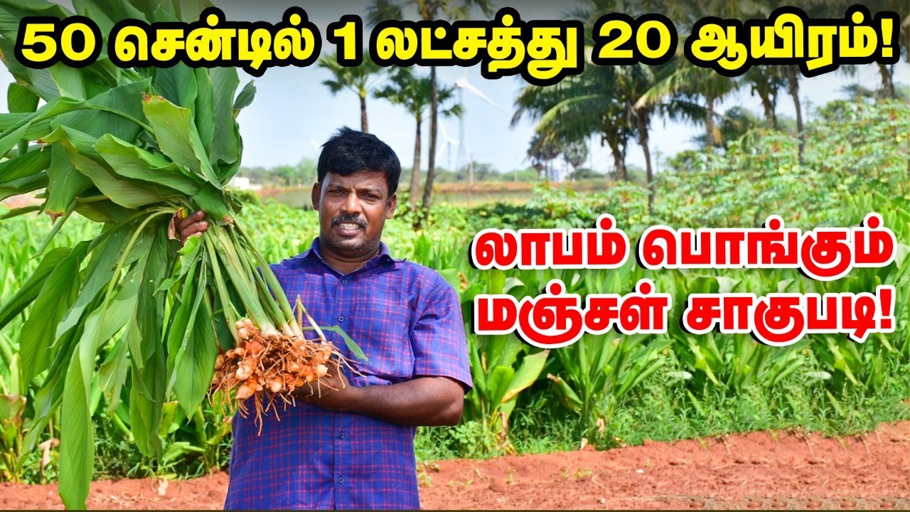 50 சென்டில் 1 லட்சத்து 20 ஆயிரம்... லாபம் பொங்கும் மஞ்சள் சாகுபடி ...