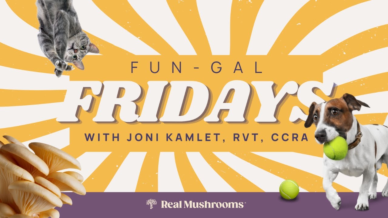 Fun Gal Fridays: Interview with Dr. Judy Morgan, DVM, CVA, CVCP, CVFT ...