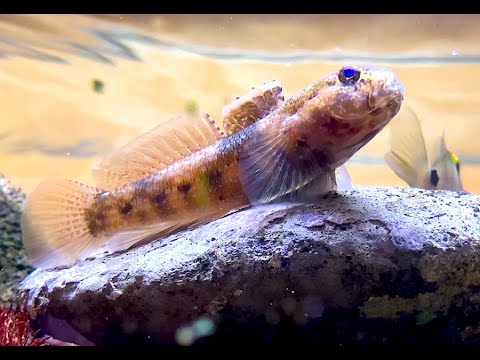 クモハゼ Dusky frillgoby Bathygobius fuscus - YouTube