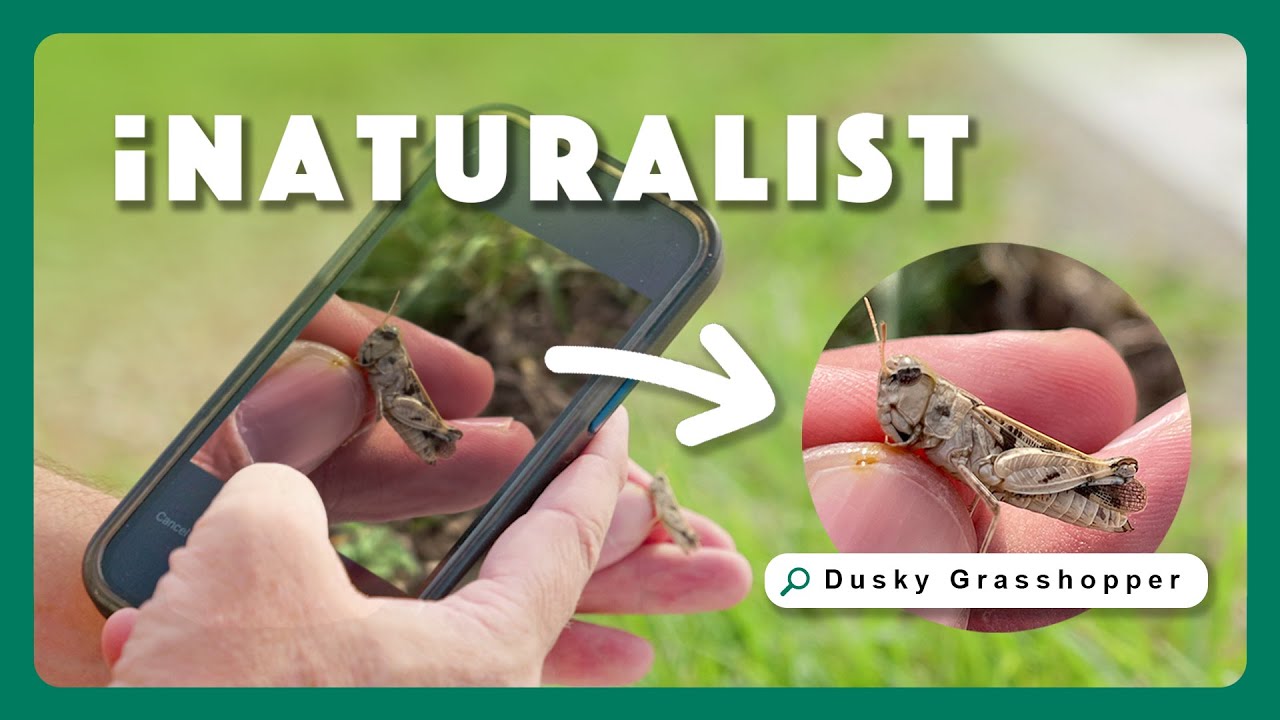 Identify Nature With iNaturalist - YouTube