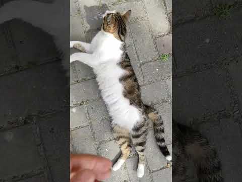 Etliyim butluyum 😸