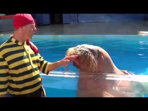 Randy White shows walrus behaviors at SeaWorld Orlando 8-8-14
