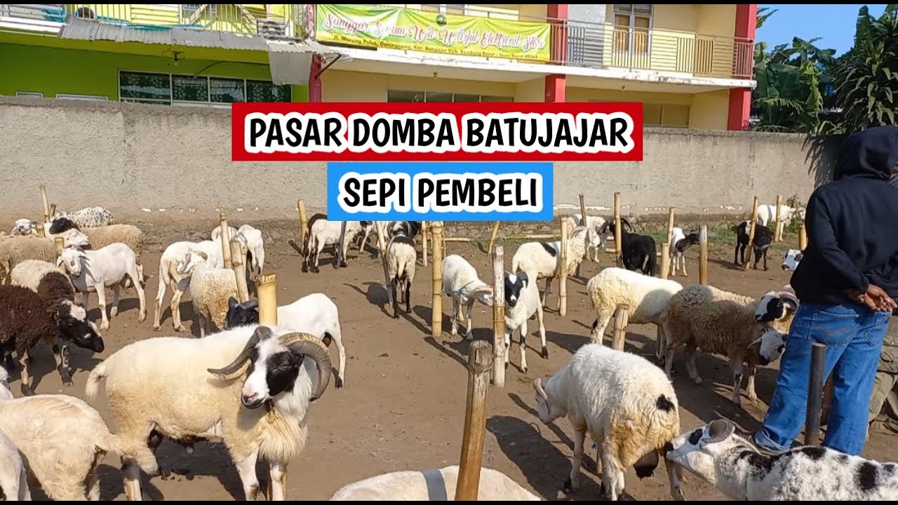 Harga domba garut dan domba aqiqah di Pasar domba Batujajar 30.10.2023 ...