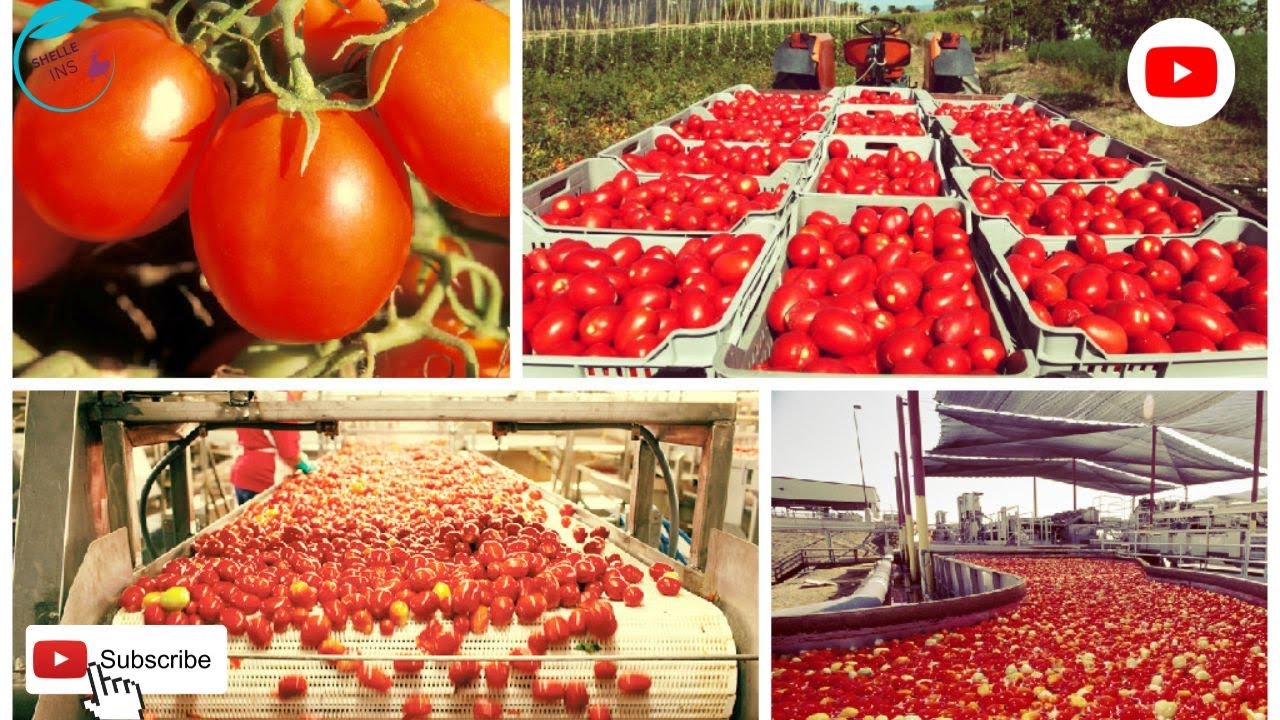 Production Technology OF Tomato/Cultivation OF Tomato/Horticulture Crop ...