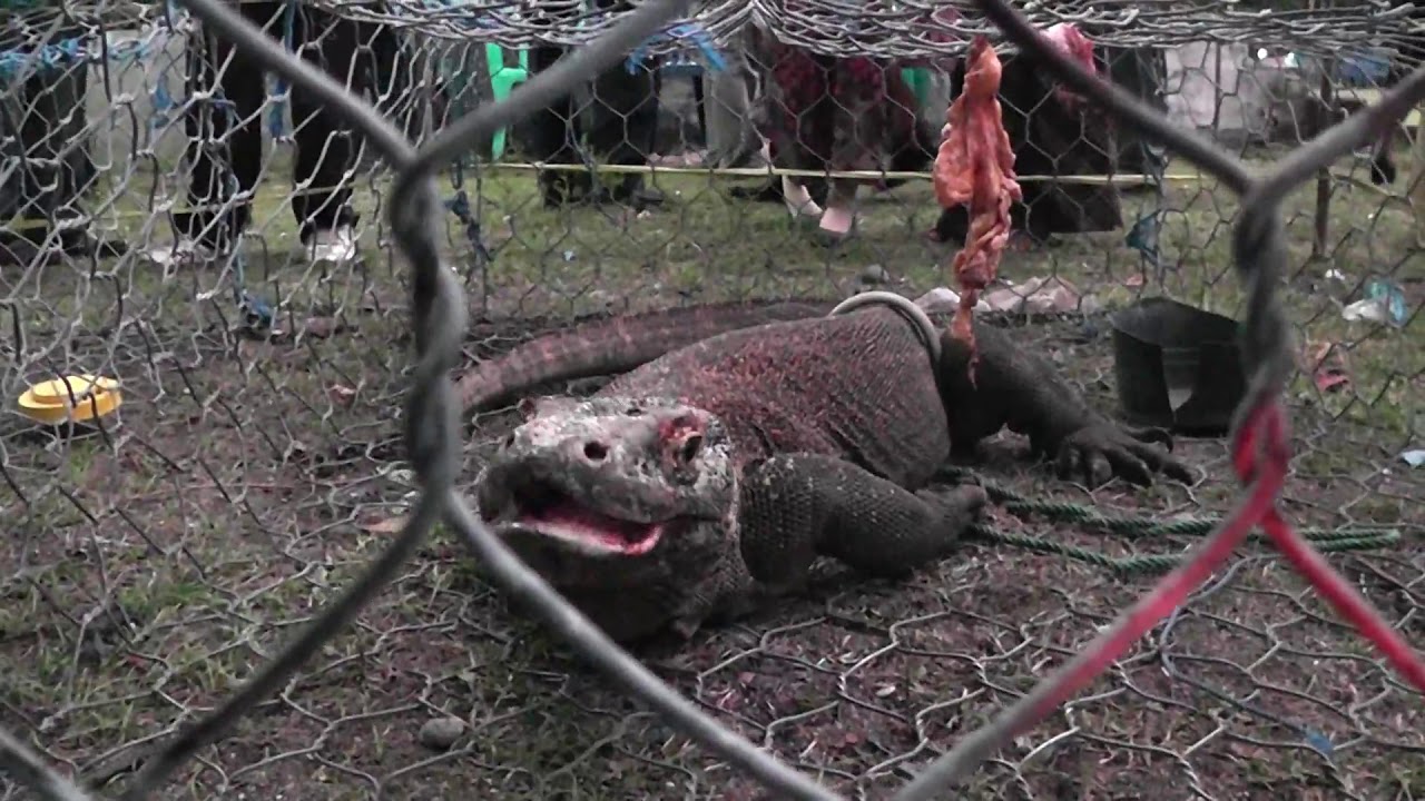PENAMPAKAN NAGA DARI TIMUR (MIRIP KOMODO ADA DI POTA) - YouTube