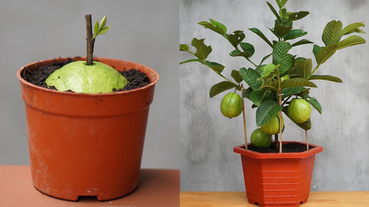 Tips For Planting And Caring For Guava Trees Are Simple And Effective ...
