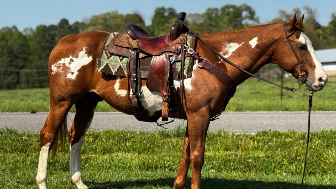 CHIEF - Paint - Gelding - 12/13 YO - YouTube