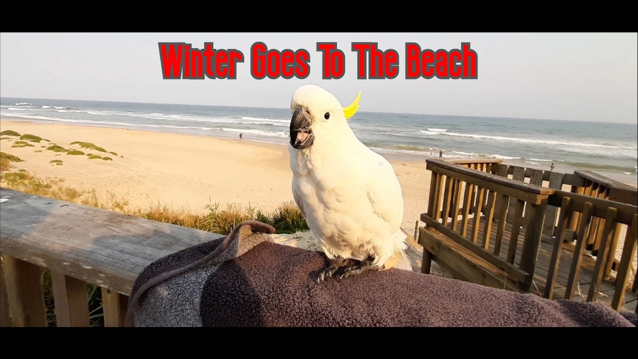 Winter The Cockatoo At The Beach - YouTube