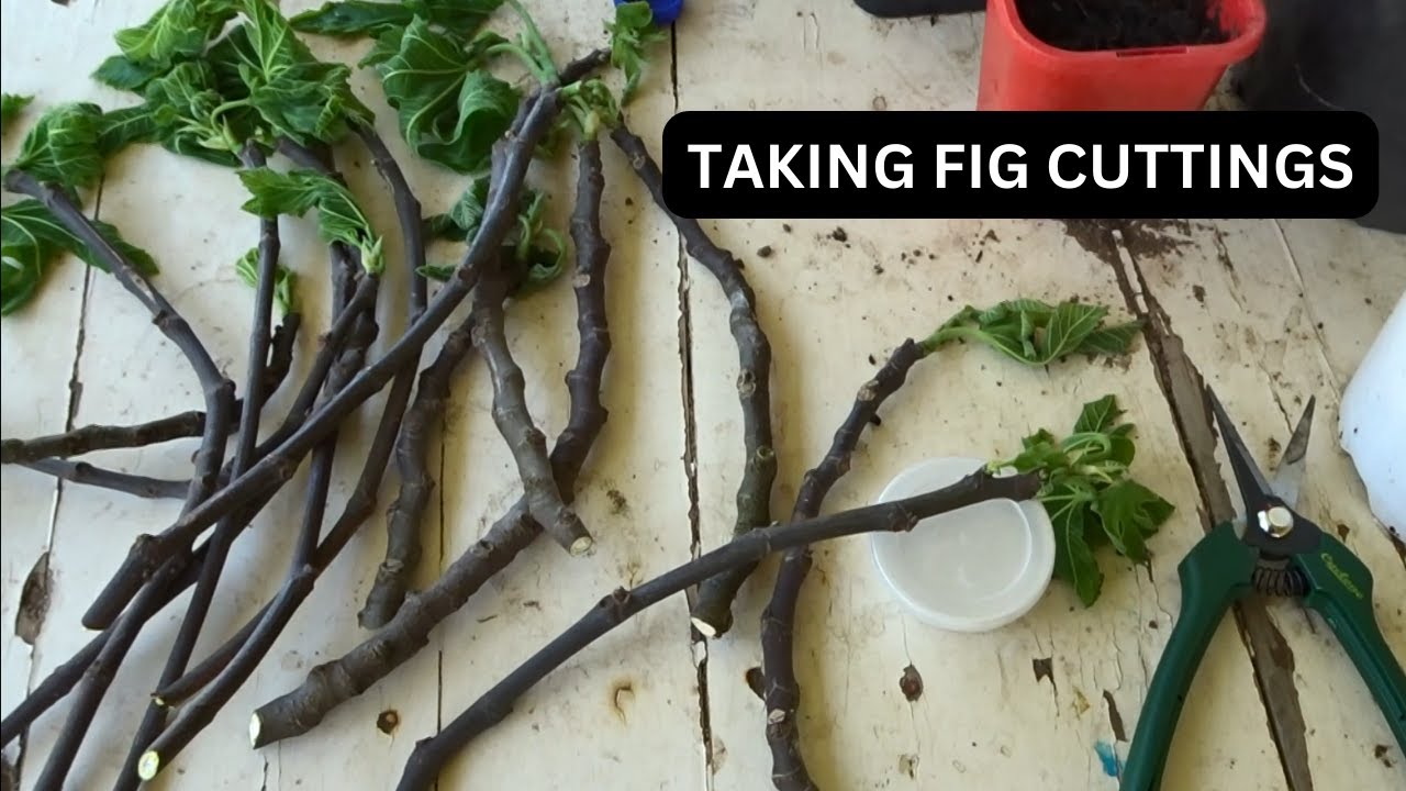 How to take Fig Cuttings - YouTube