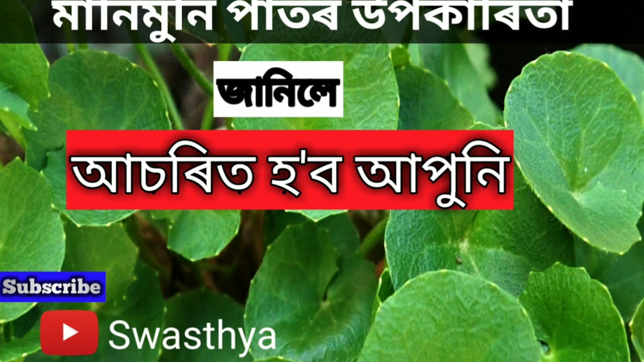 Manimuni Paat।। মানিমুনি পাতৰ উপকাৰিতা।। - YouTube