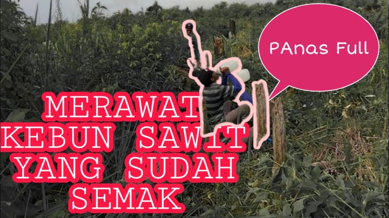 PERAWATAN KEBUN SAWIT UMUR 6 BULAN TANAM#MENEBAS#BATOBO#MANABEH - YouTube