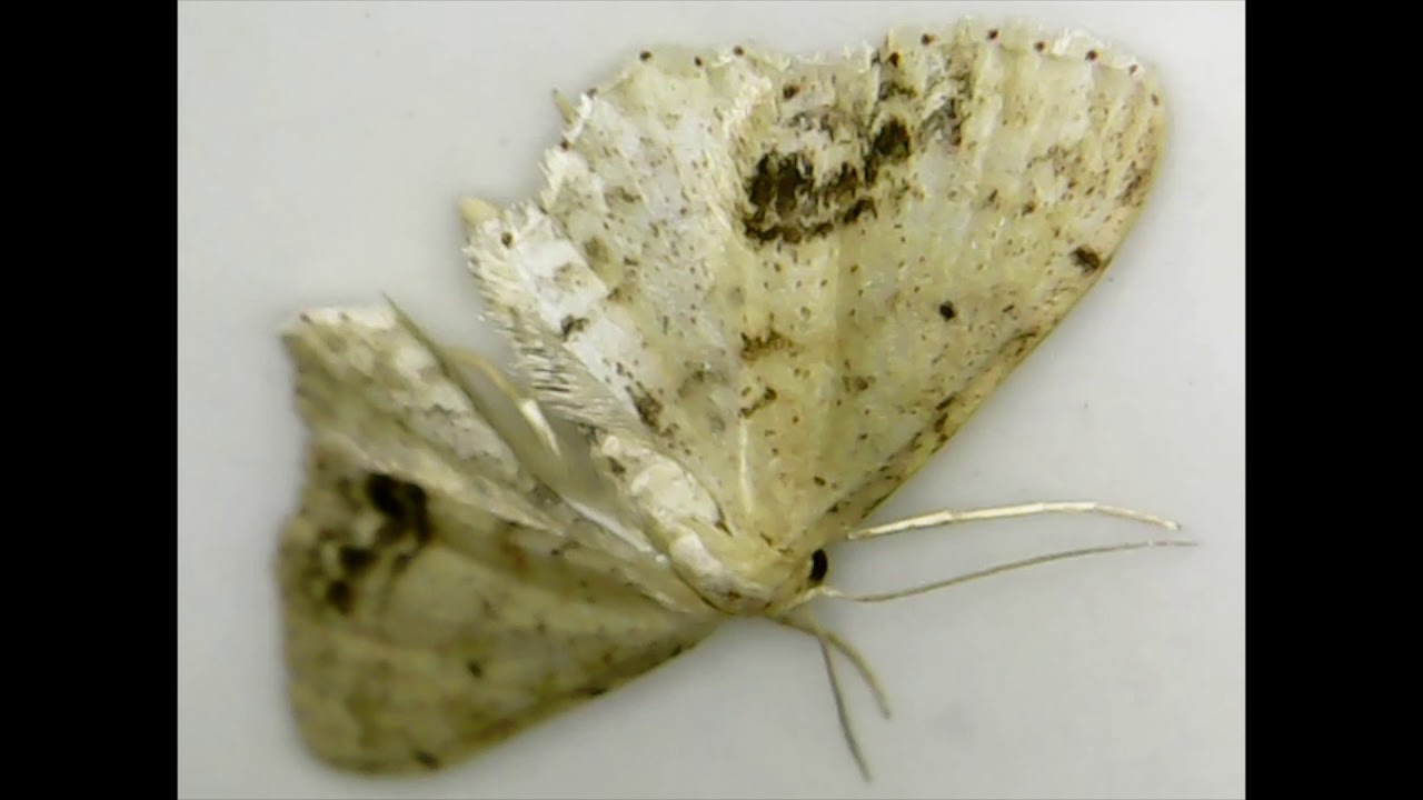 MOTHS NEVER EAT! A moth under a microscope - moth facts for kids with ...