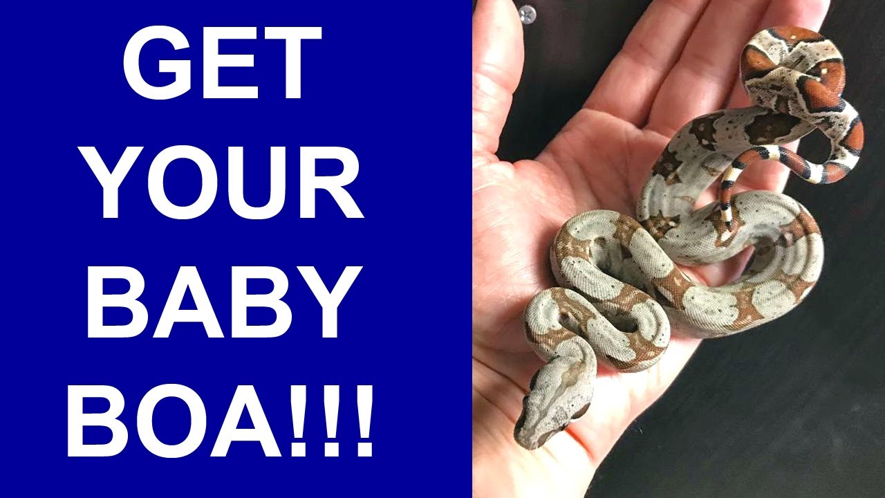 Boas Available Right Now from Brian Boas! - YouTube