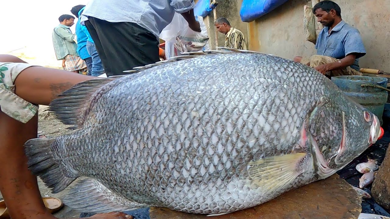 Koi koral Fish Cutting and Skinning By Expert Fish Cutter | Fish ...