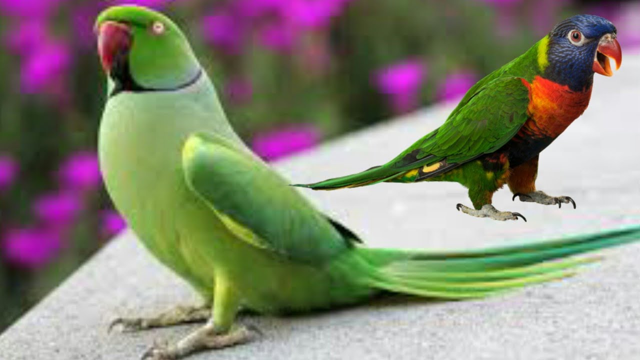 Green Ringneck Parrot Playing at her Pinjara 🐍🐦⚘🌷🌱🌲🌼🌻🍀☘☘🌾 - YouTube