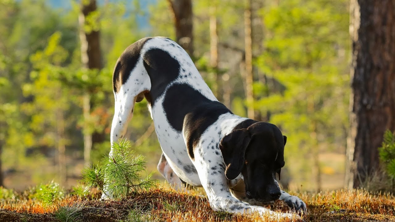 The Natural Instincts of Pointer Dogs for Hunting - YouTube