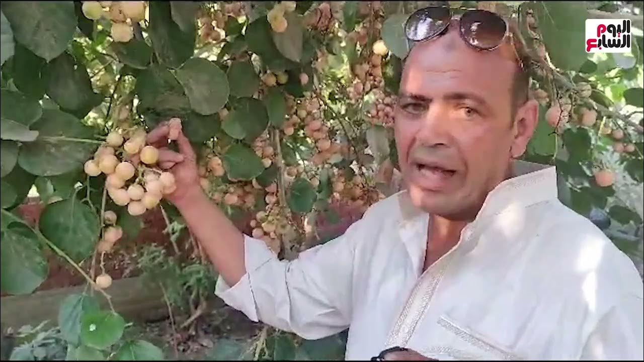 حكاية شجرة الكرم البمبر وفوائدها من آسيا لأرض الشرقية Youtube