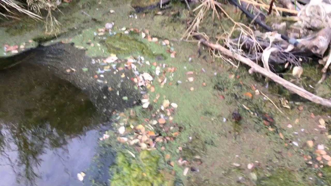 Eating moss in my swamp - YouTube