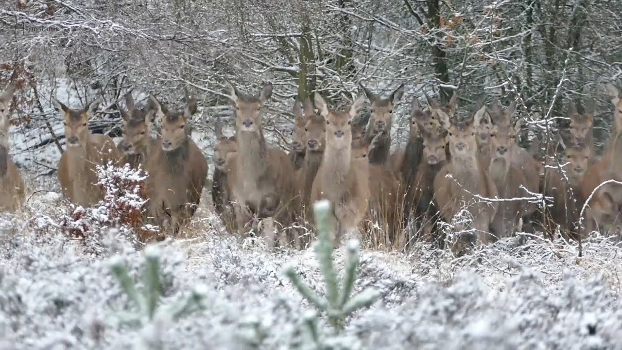 Peaceful Relaxing Beautiful Instrumental Music, "Snow Forest" by Tim ...